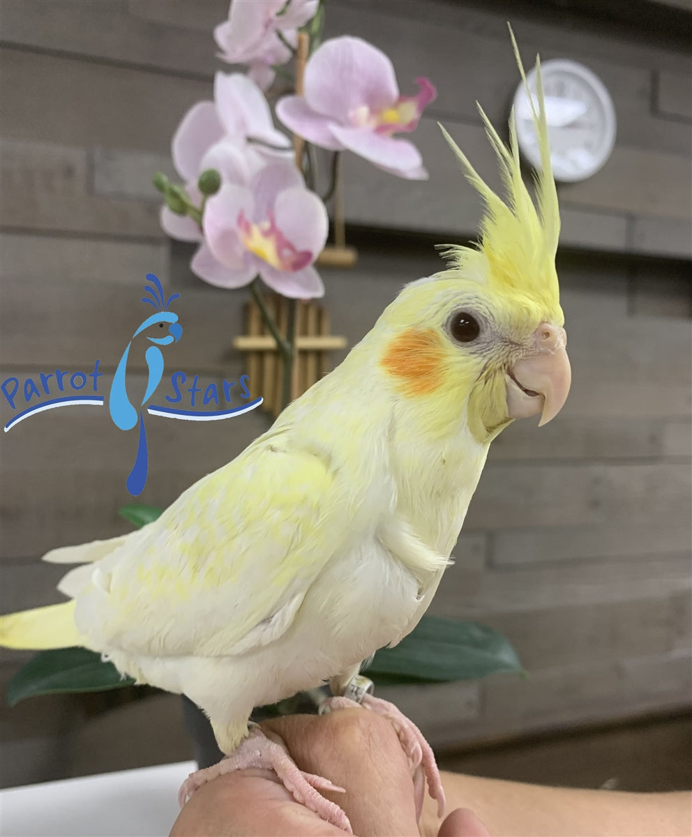 A Guide to Cockatiel Colors: Understanding Mutations and Varieties ...